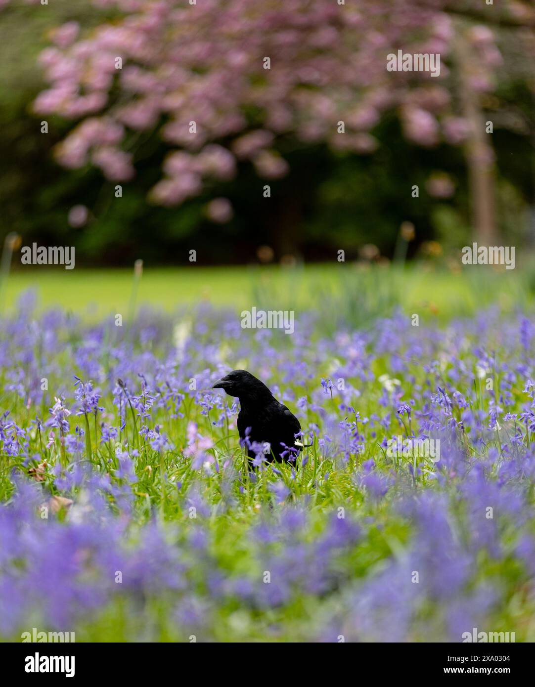 A crow perched among flowers in a green meadow Stock Photo - Alamy