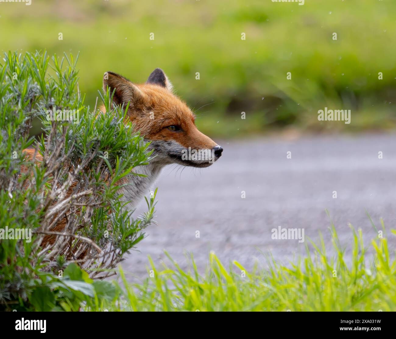 A red fox behind a bush by the road Stock Photo - Alamy
