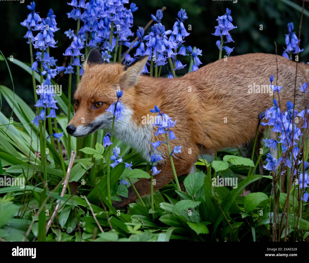 A red fox surrounded by bluebells Stock Photo - Alamy