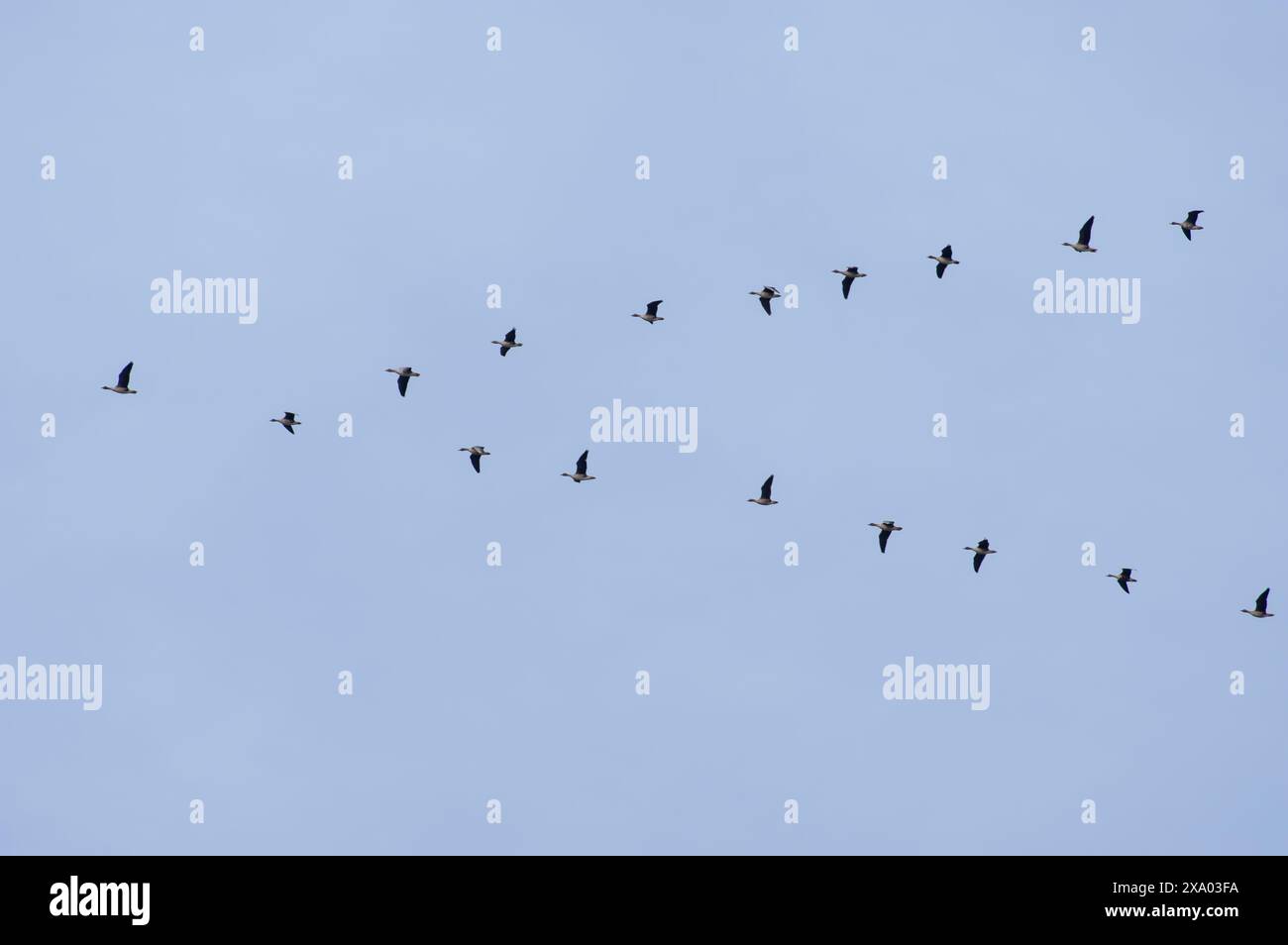 A flock of birds soar through a clear blue sky Stock Photo - Alamy