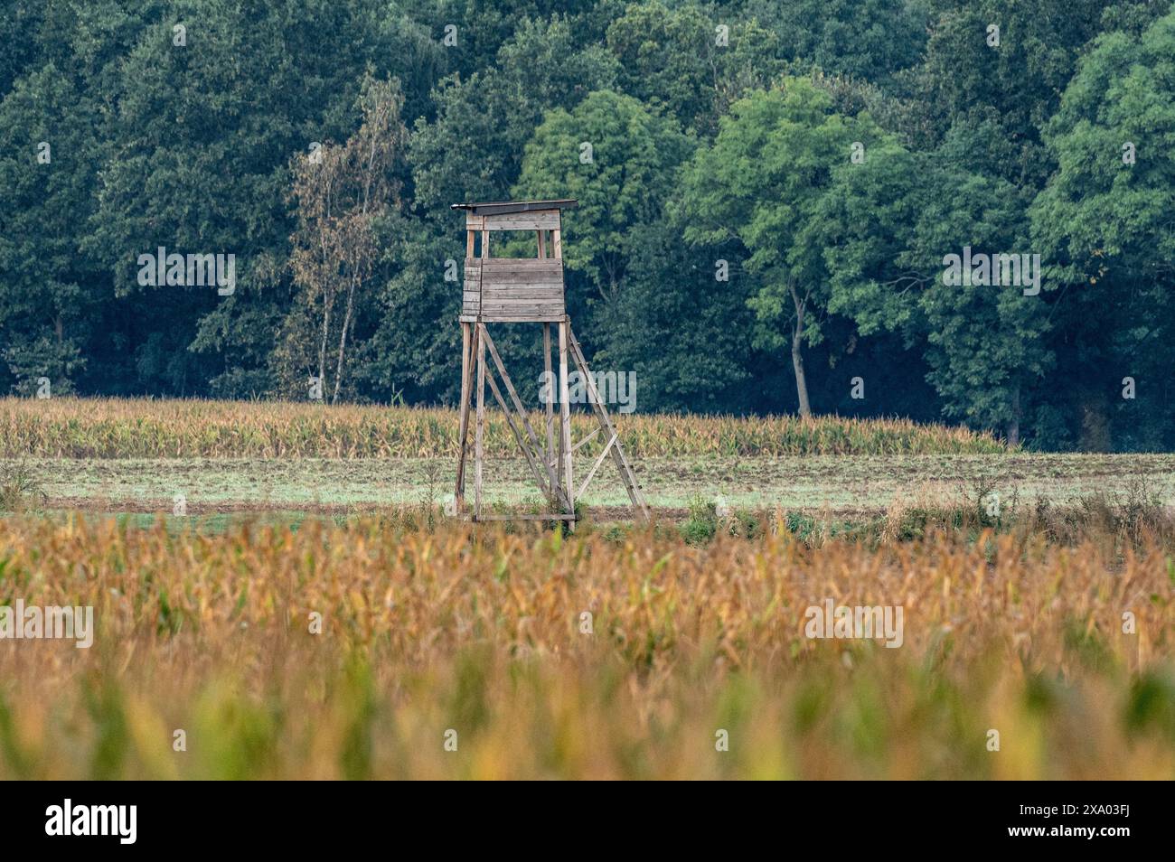 Wooden observation platform structure hi-res stock photography and ...