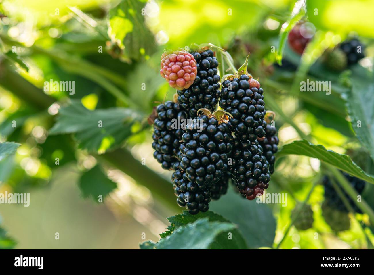 A close-up of blackberries on a bush Stock Photo - Alamy