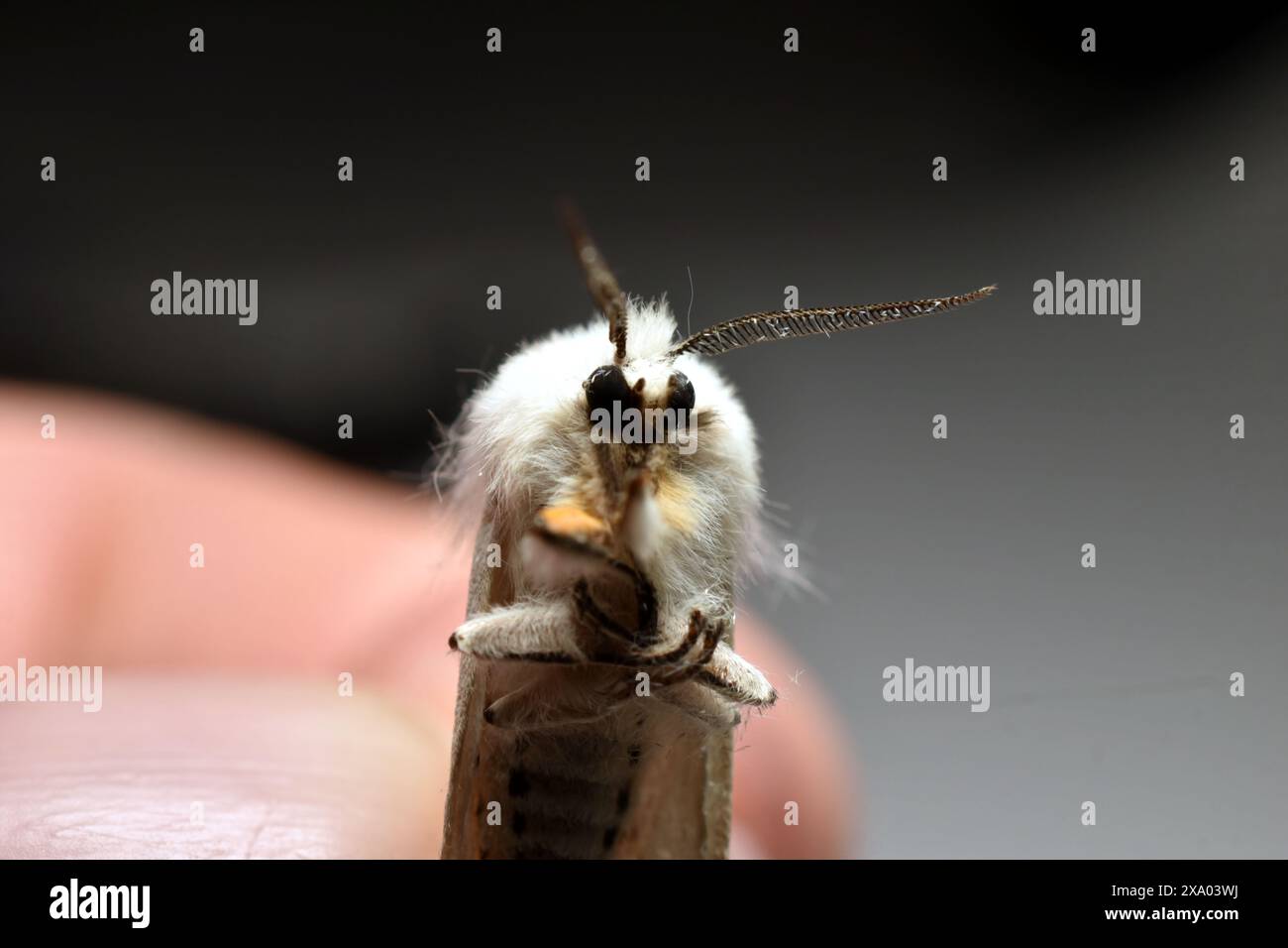 Moth face close up hi-res stock photography and images - Alamy