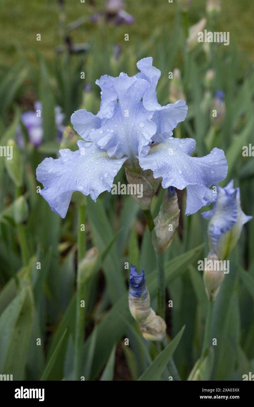 Iris 'Tide's in' tall bearded iris flowers Stock Photo - Alamy