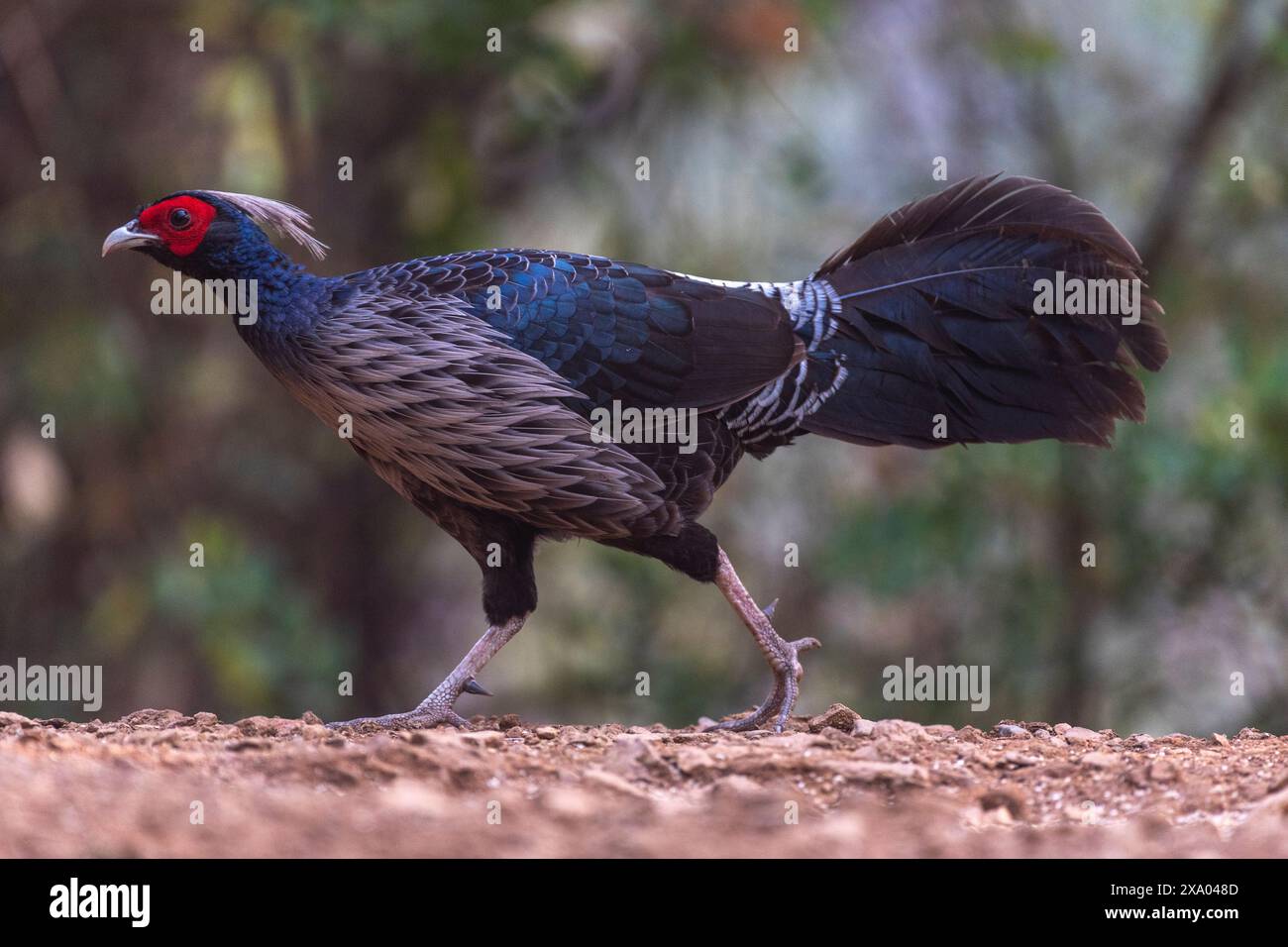 Kalij in natural habitat hi-res stock photography and images - Alamy