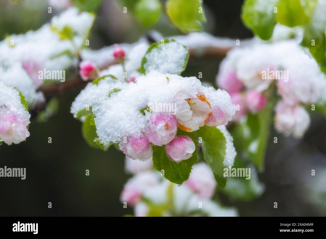 Sudden May snow over apple tree flowers in the garden close-up during ...