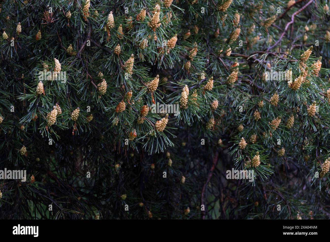 Rain in pine forest from hi-res stock photography and images - Alamy