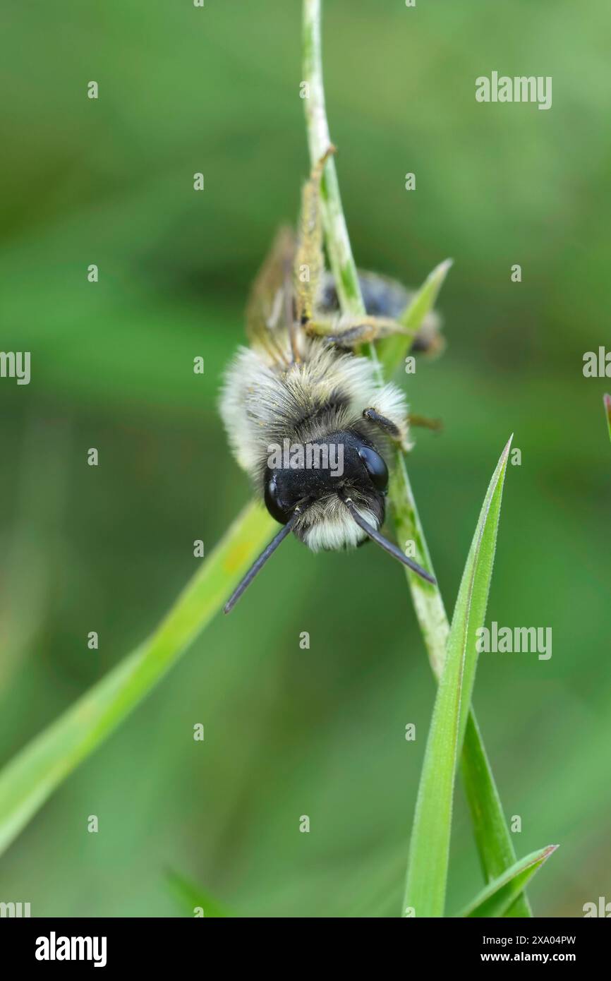Natural closeup on a male Grey-backed mining bee, Andrena vaga hanging ...