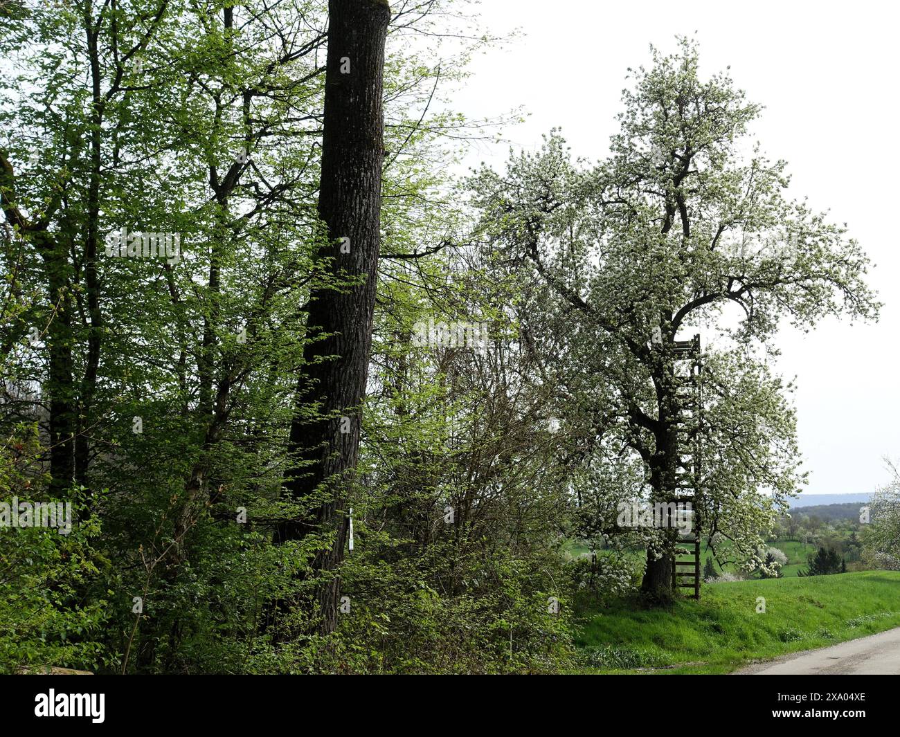 Scenic road with greenery, rocks, and staircase alongside Stock Photo ...