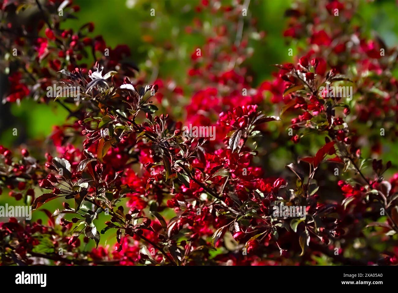 Foreground blossom trees hi-res stock photography and images - Alamy