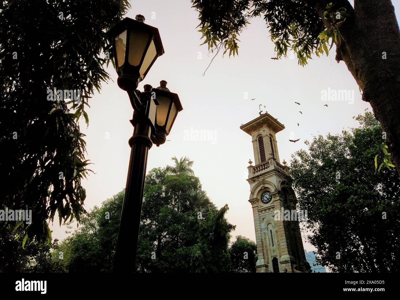 A tree shading tall street lights beside a large building Stock Photo ...