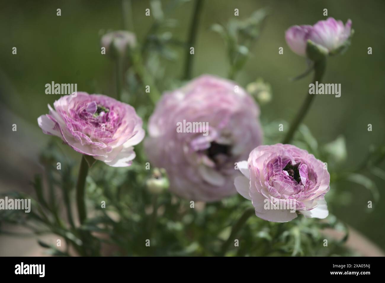 The beautiful pink spring flowers against a green background Stock ...