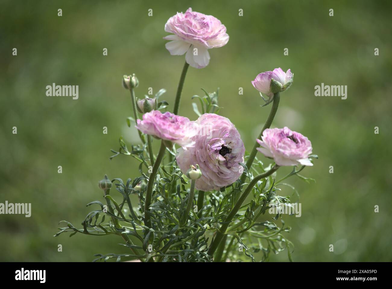 The beautiful pink spring flowers against a green background Stock ...