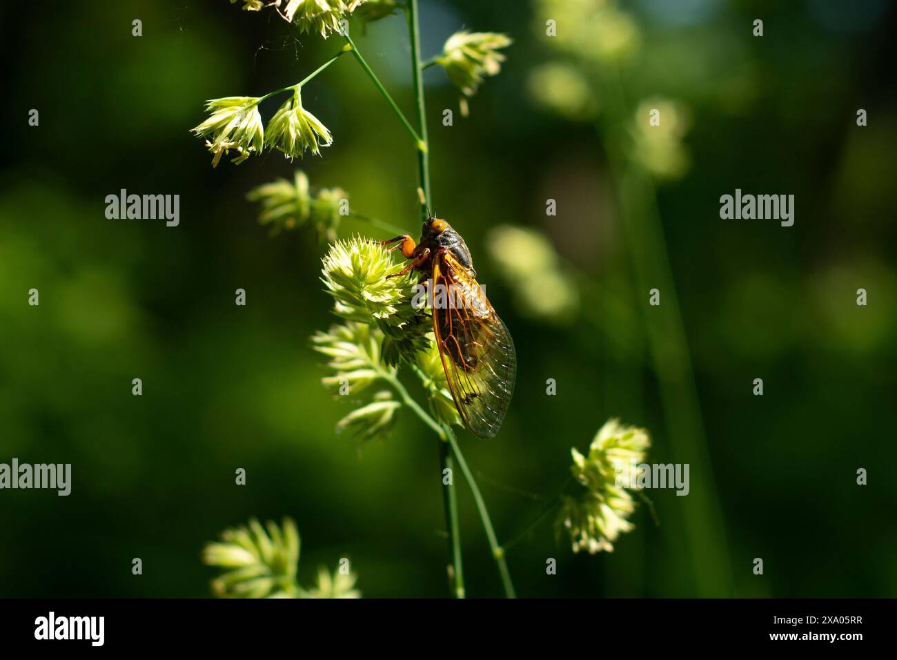 Periodical cicadas in the sunlight. Northern Illinois, USA Stock Photo ...
