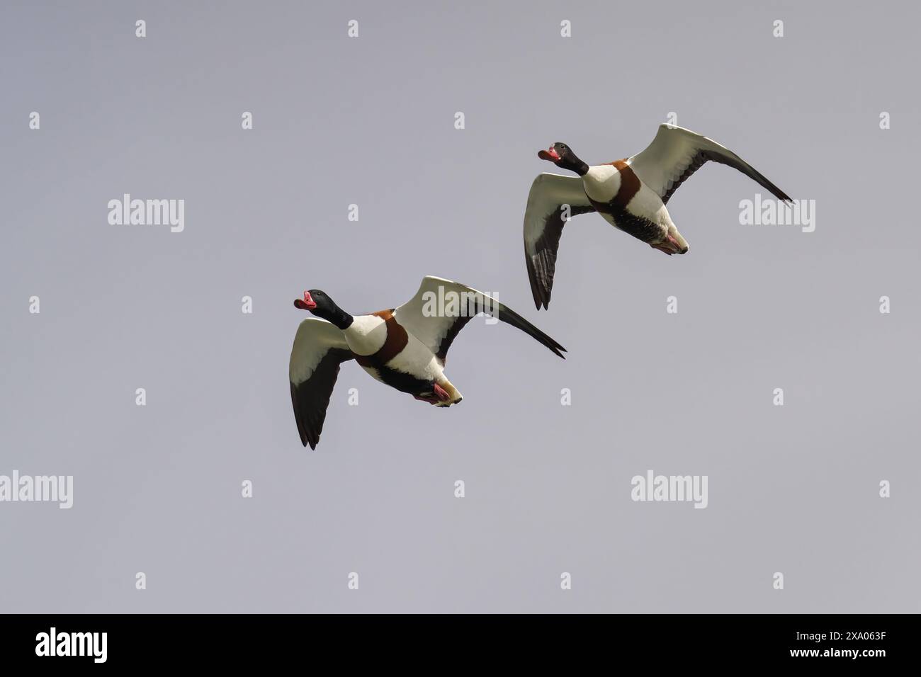 The Shelduck birds flying in synchronized formation under a cloudy sky ...
