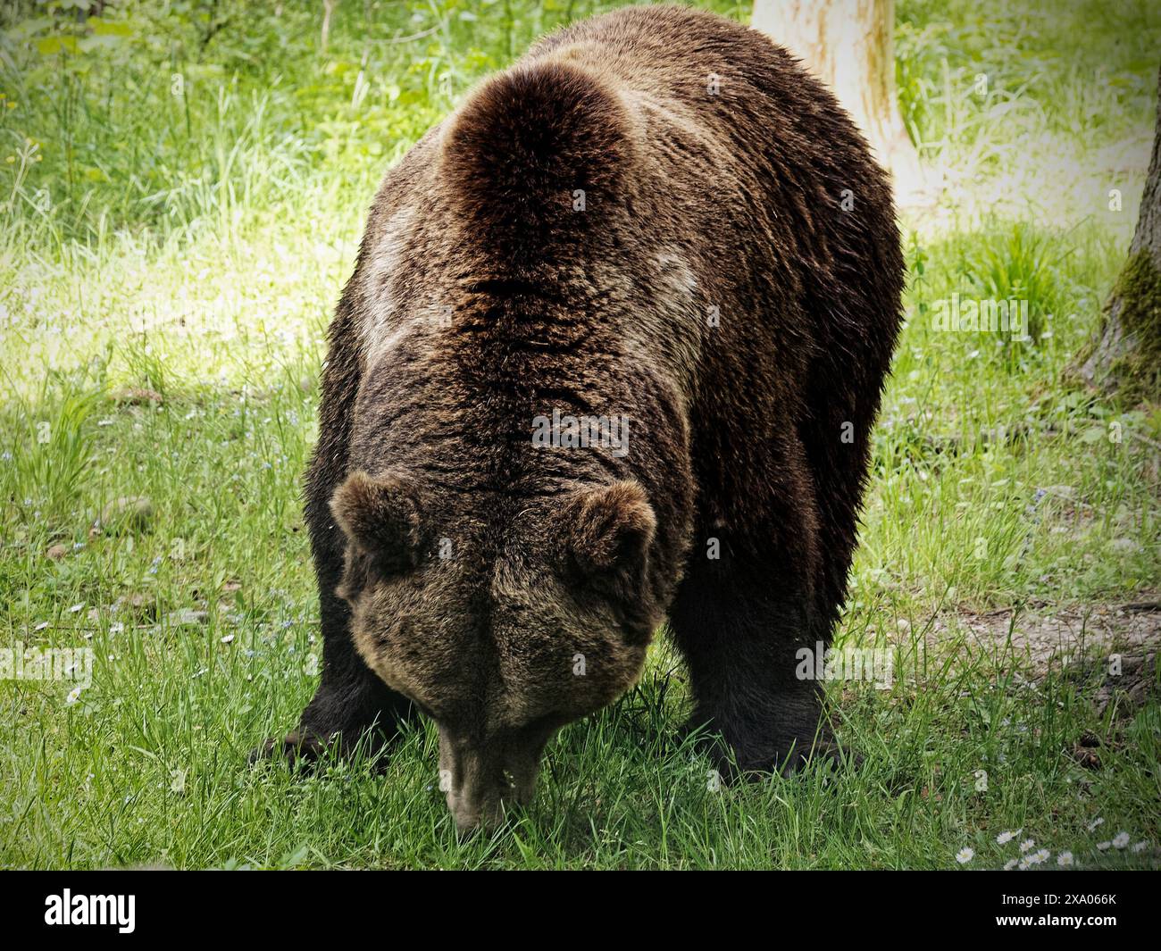 A brown bear foraging for food on grassy ground Stock Photo - Alamy