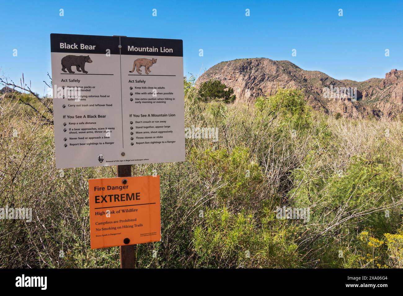 Texas, Big Bend National Park, Chisos Mountains, Black Bear and ...