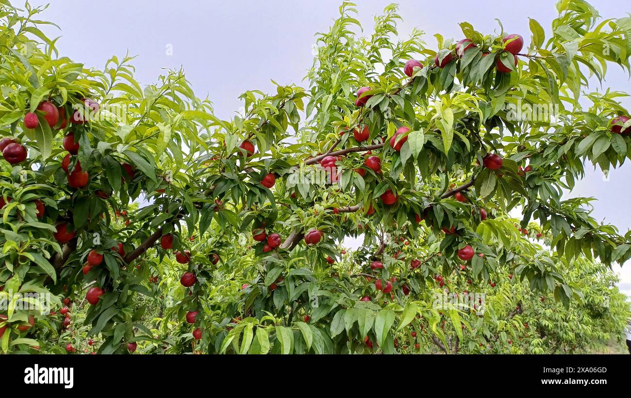 Nectarine harvest hi-res stock photography and images - Alamy