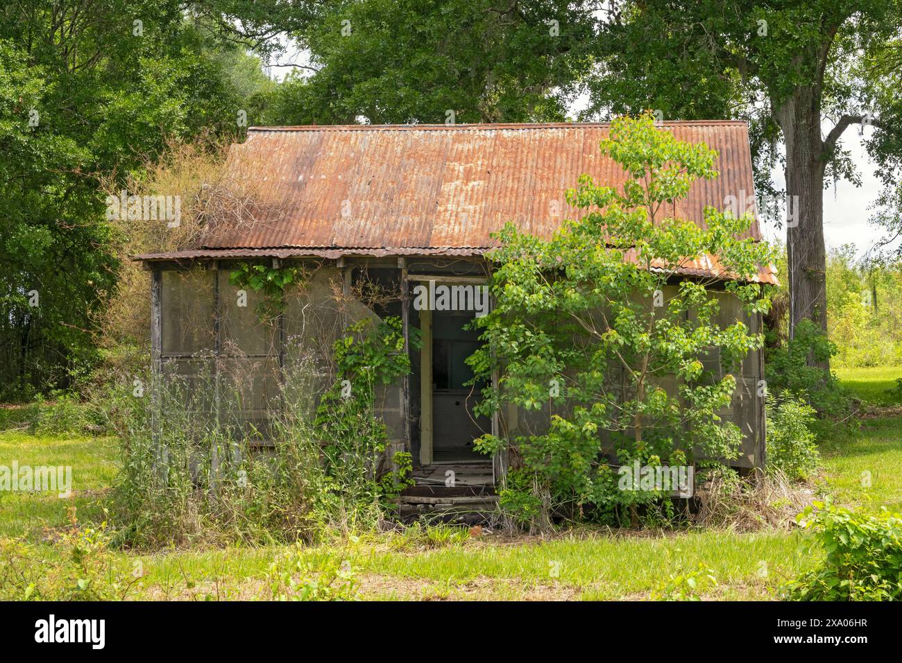 Louisiana, St. Martin Parish, Lake Martin, old swamp cabin Stock Photo ...