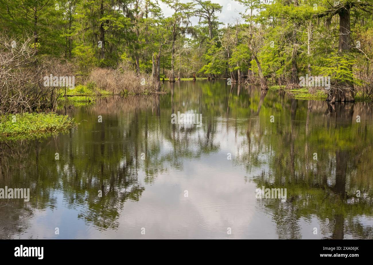 Louisiana, St. Martin Parish, Lake Martin, swamp Stock Photo - Alamy