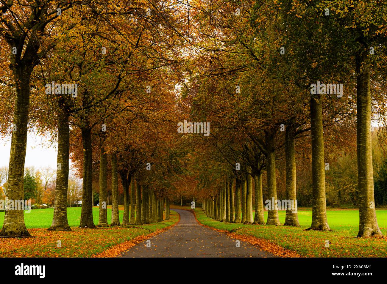 A scenic road flanked by trees with yellow autumn leaves Stock Photo ...