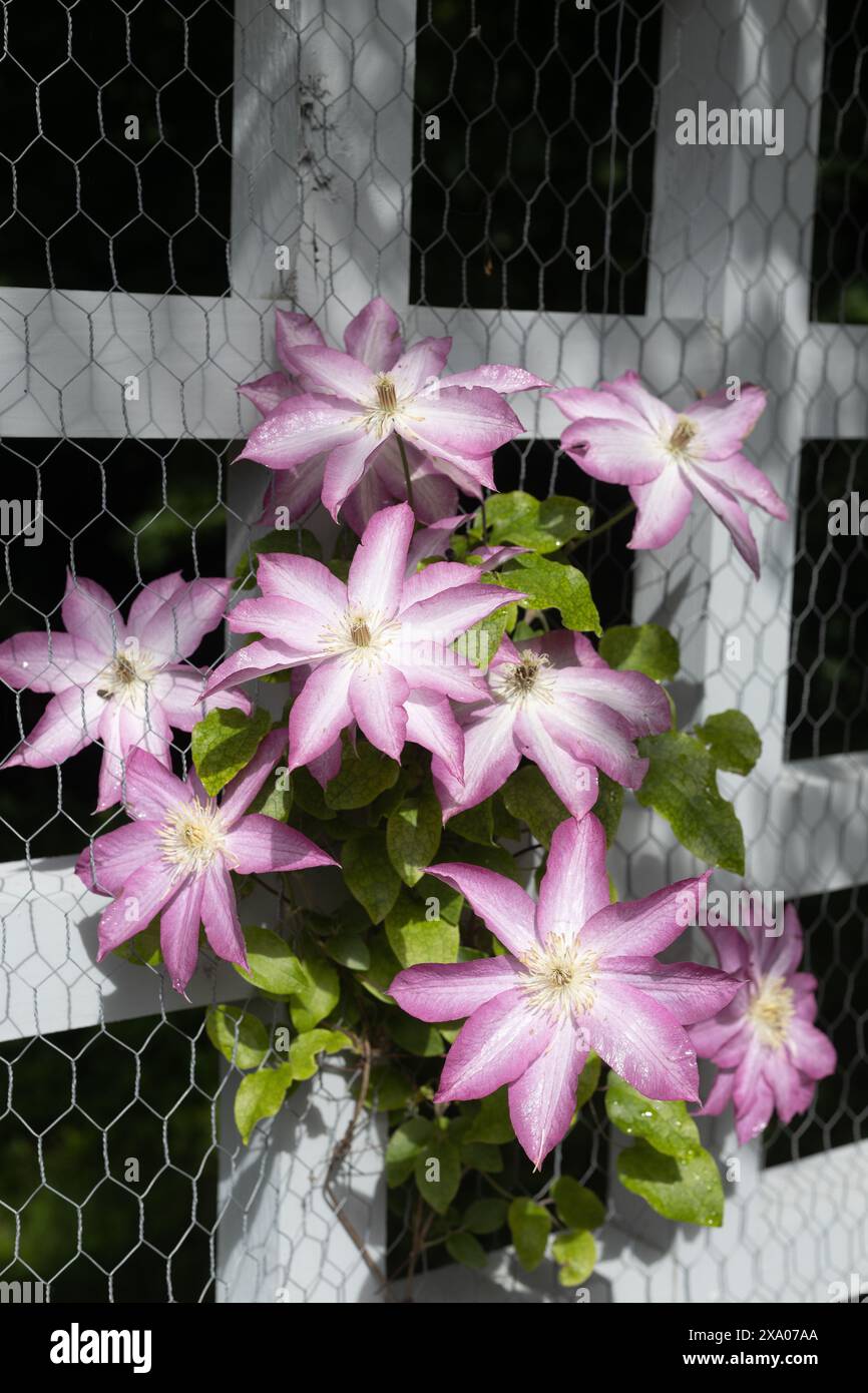 Clematis 'Asao' on a trellis Stock Photo - Alamy