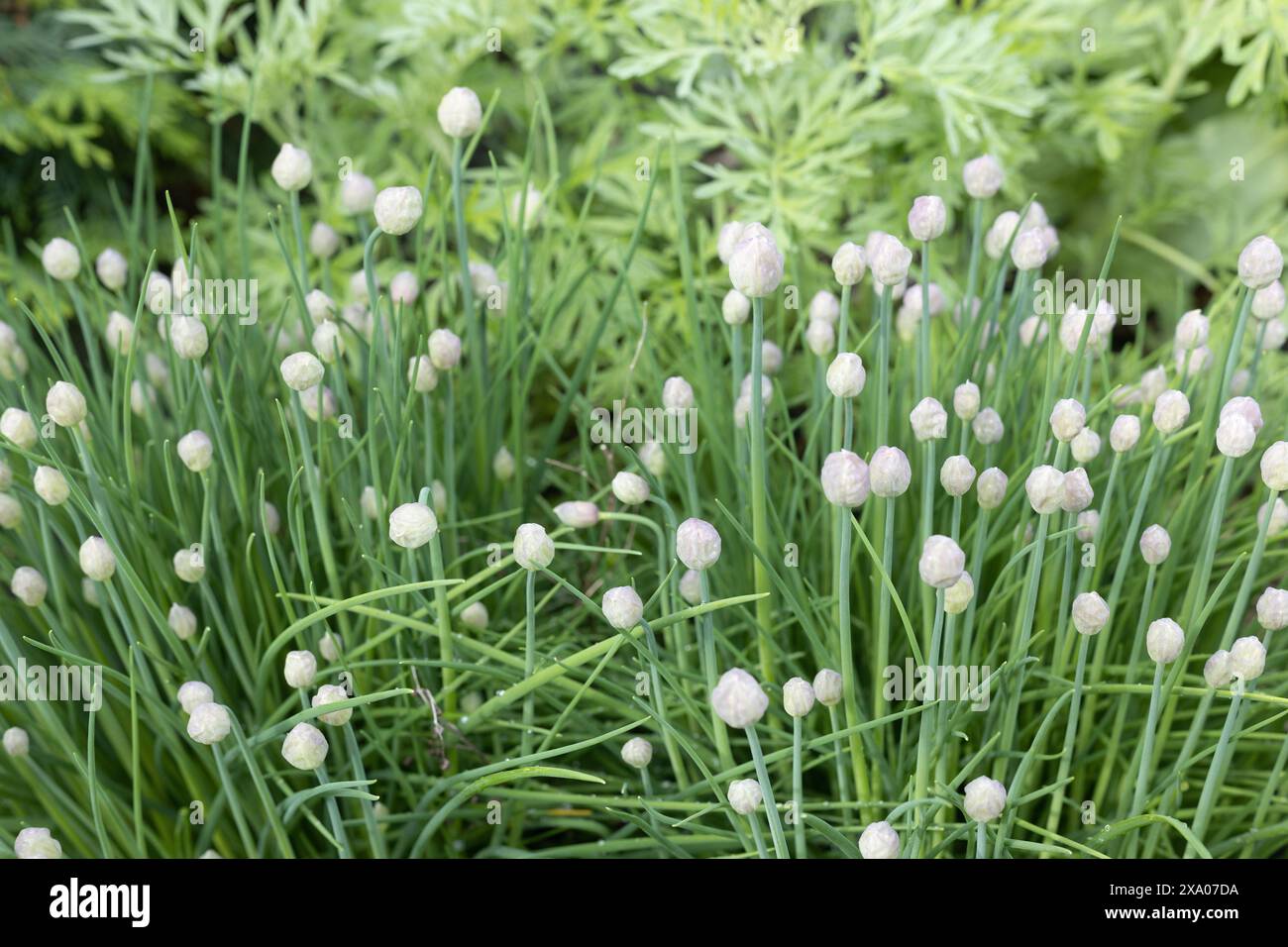 Staro© hi-res stock photography and images - Alamy