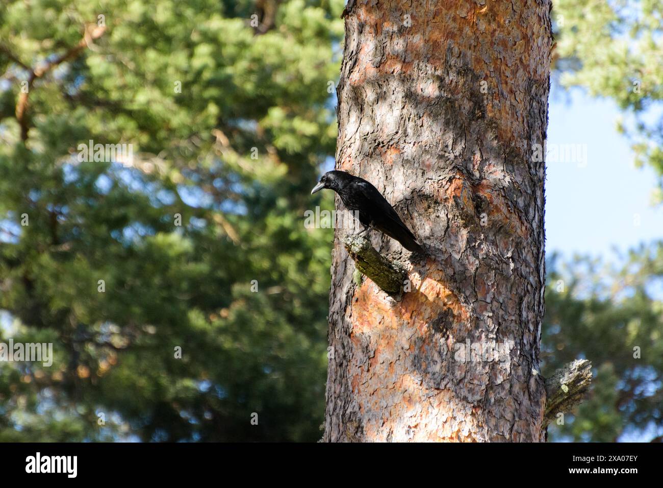 A crow in the Bosque de Valsain, Parque Nacional de la sierra de ...
