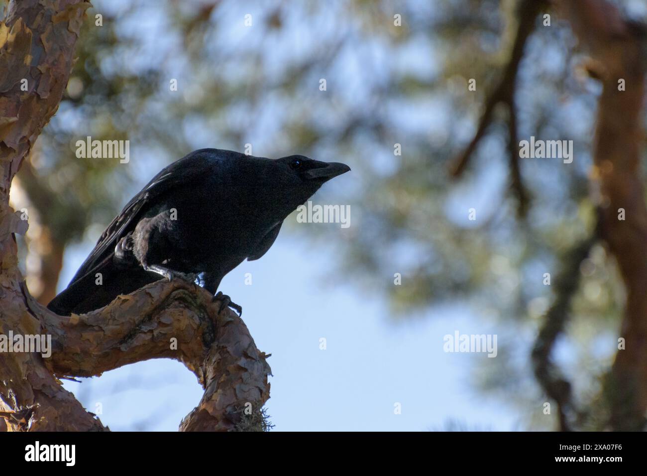 A crow in the Bosque de Valsain, Parque Nacional de la sierra de ...