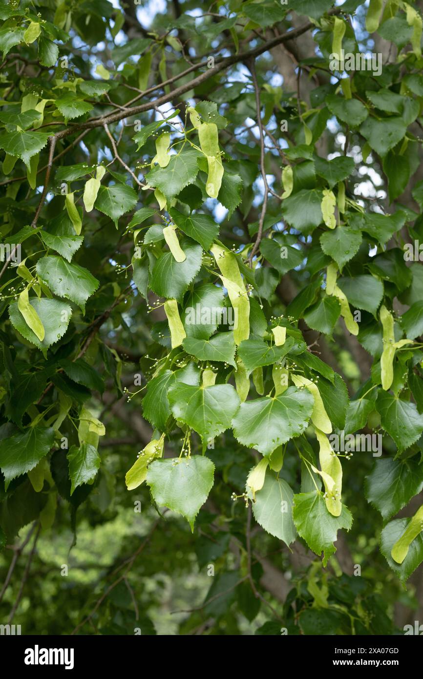 Mongolian linden hi-res stock photography and images - Alamy