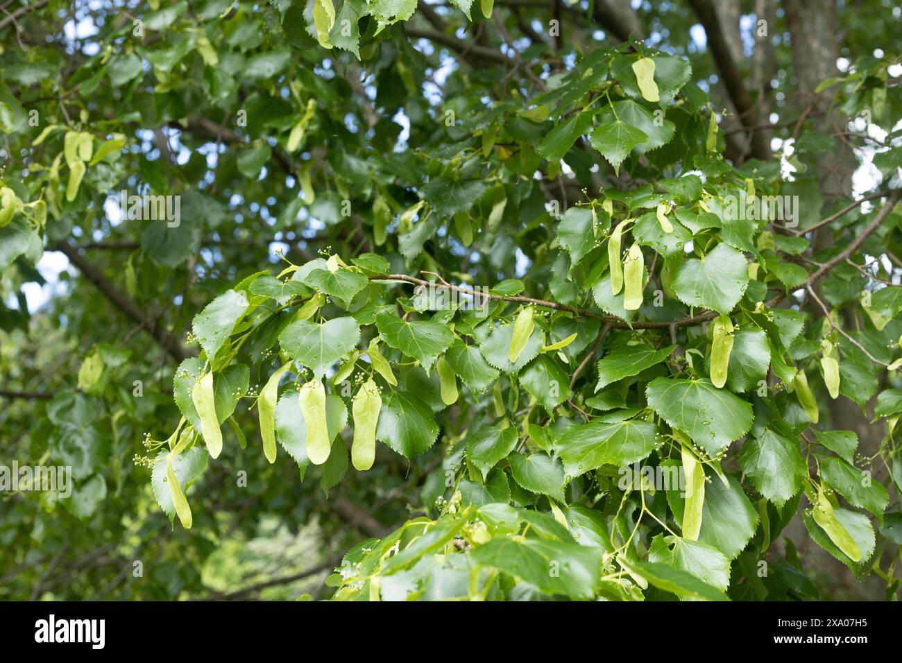 Tilia mongolica 'harvest gold' - Mongolian linden tree Stock Photo - Alamy