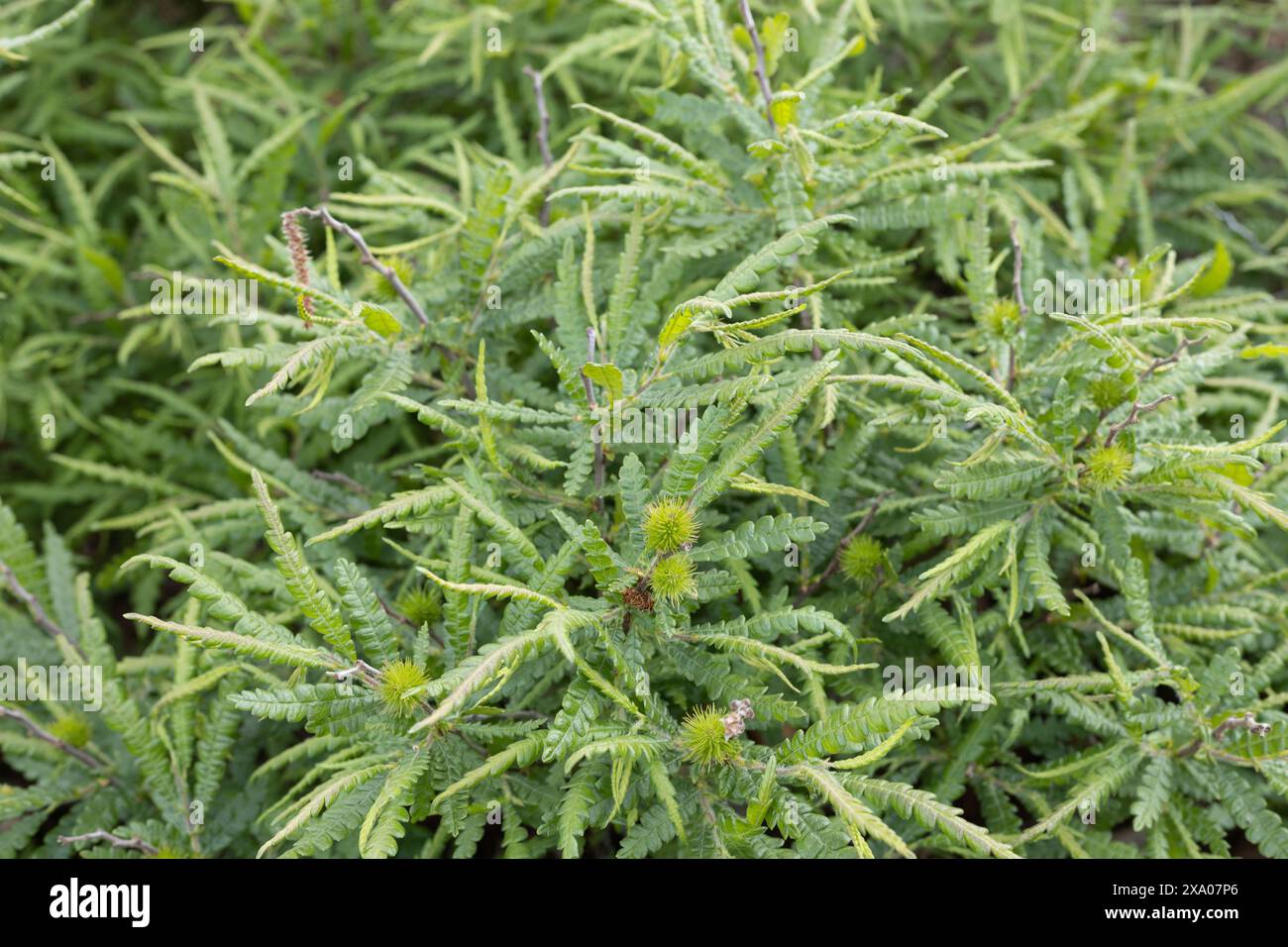 Comptonia peregrina - sweet fern Stock Photo - Alamy