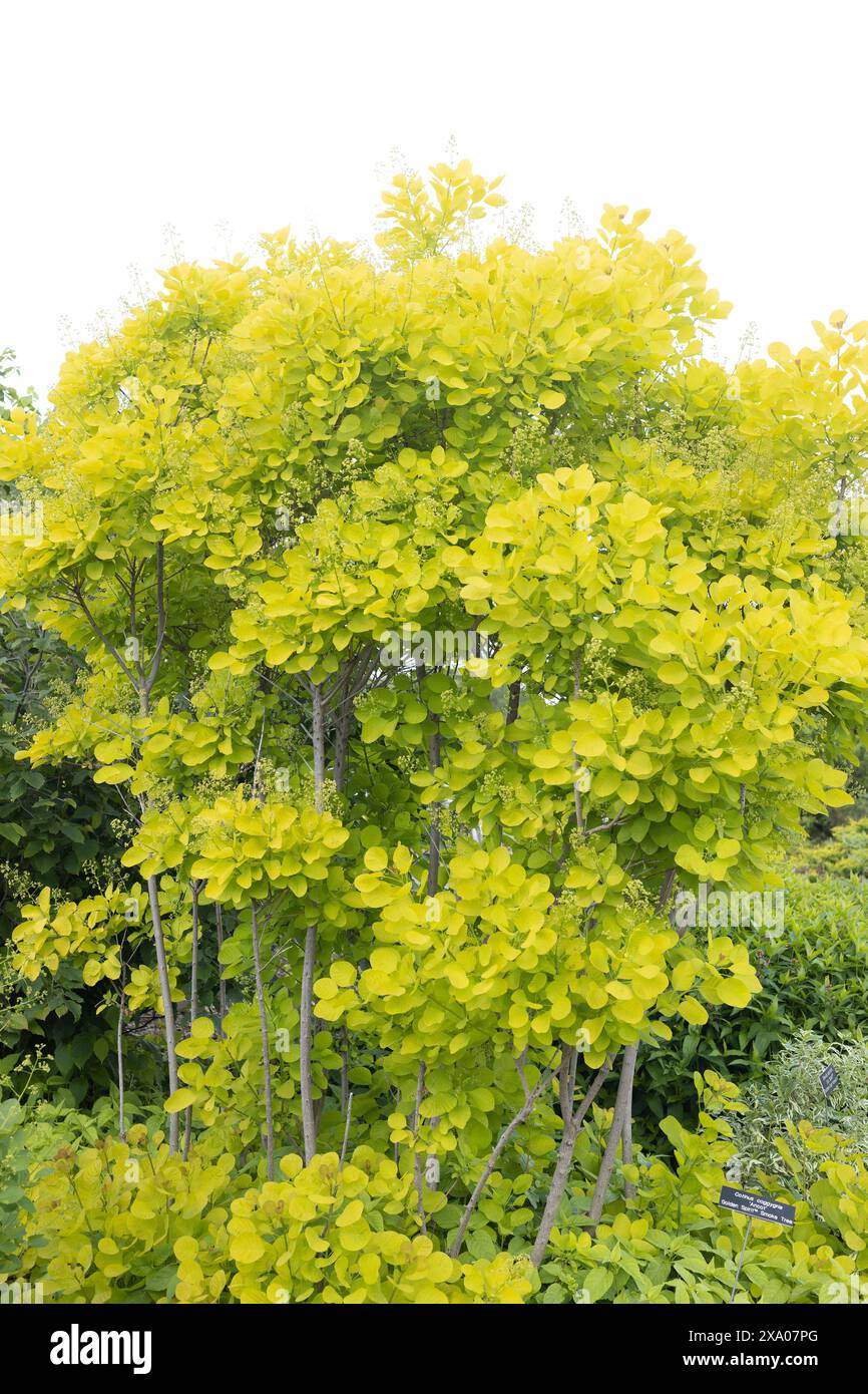 Cotinus coggygria 'ancot' - golden spirit smoke tree Stock Photo - Alamy