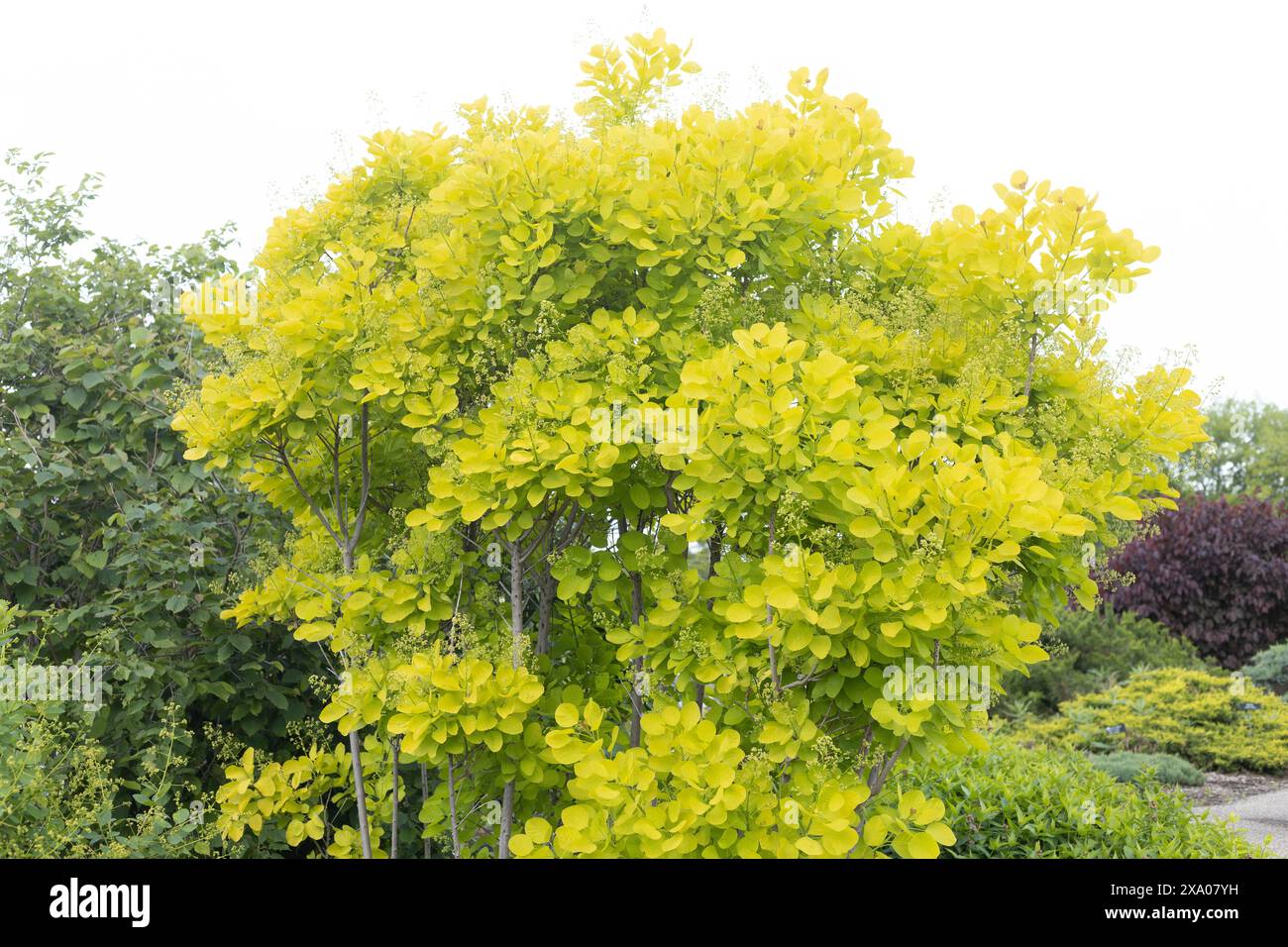 Cotinus coggygria 'ancot' - golden spirit smoke tree Stock Photo - Alamy