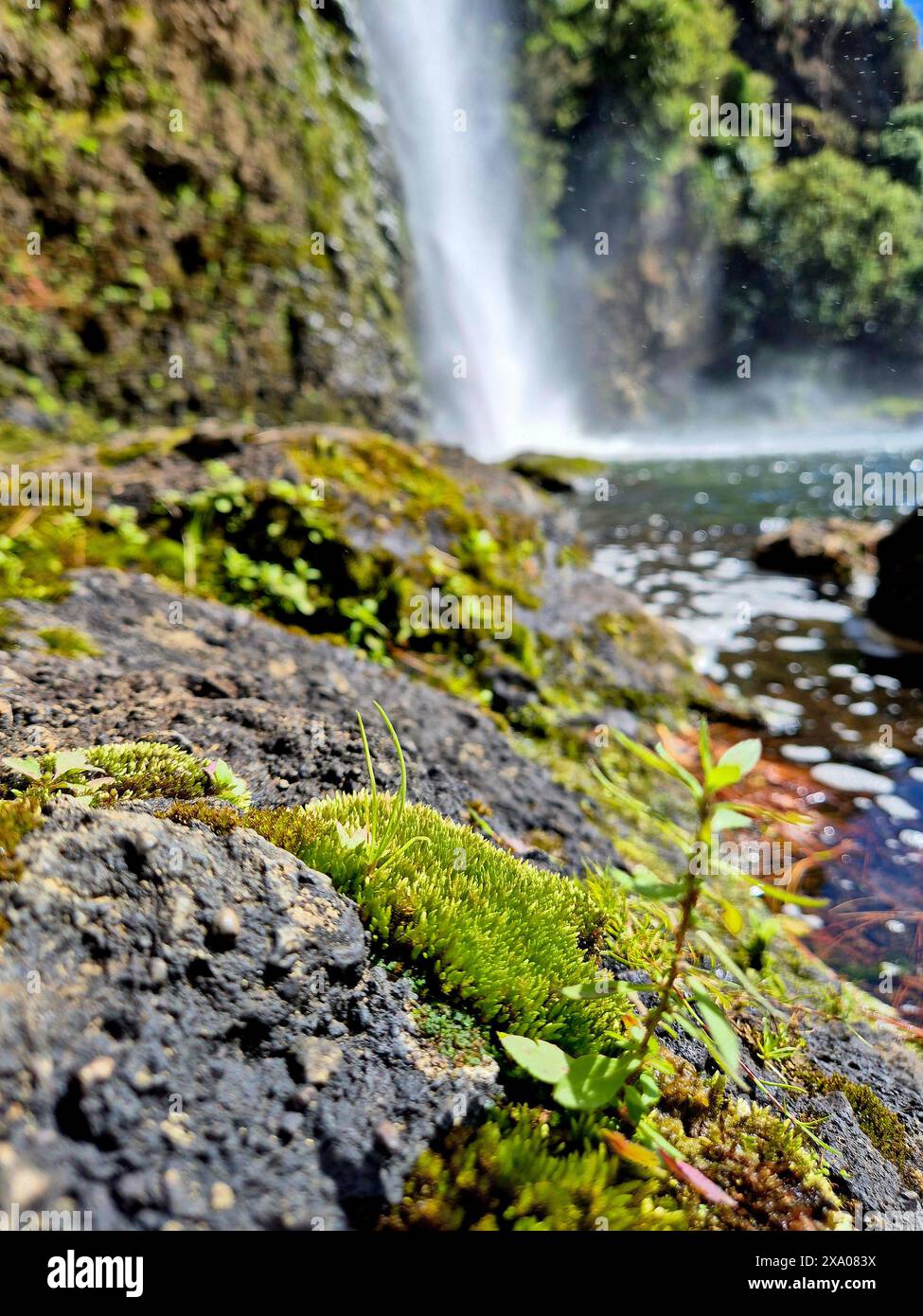 Waterfall auckland new zealand hi-res stock photography and images - Alamy