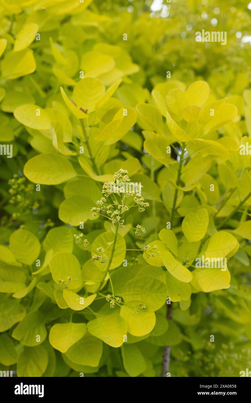 Cotinus coggygria 'ancot' - golden spirit smoke tree Stock Photo - Alamy