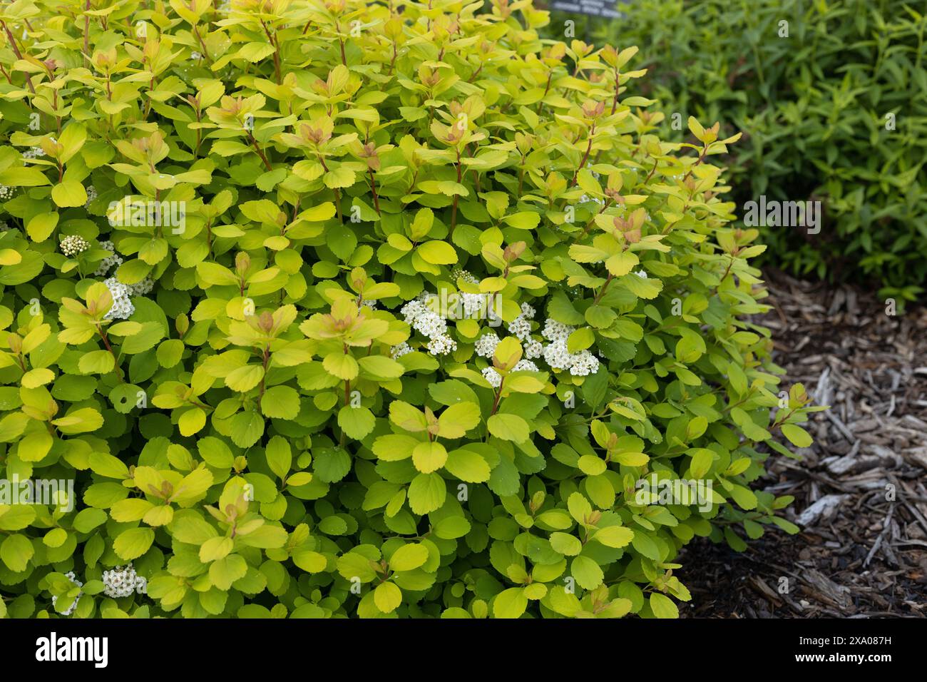 Spiraea betulifolia tor gold 'glow girl' birchleaf spirea Stock Photo ...