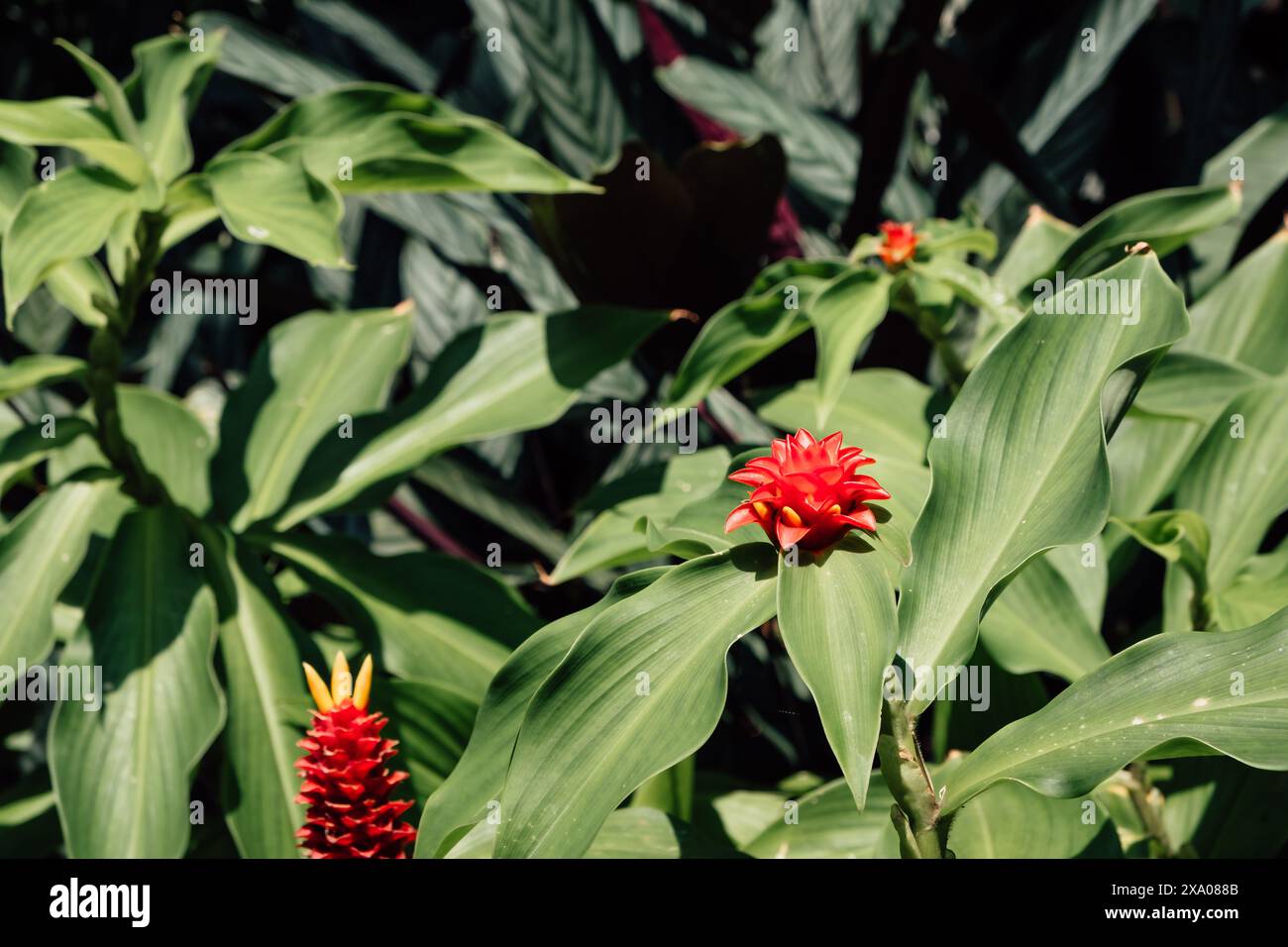 A beautiful red flower of Costus barbatus in Singapore botanical garden ...