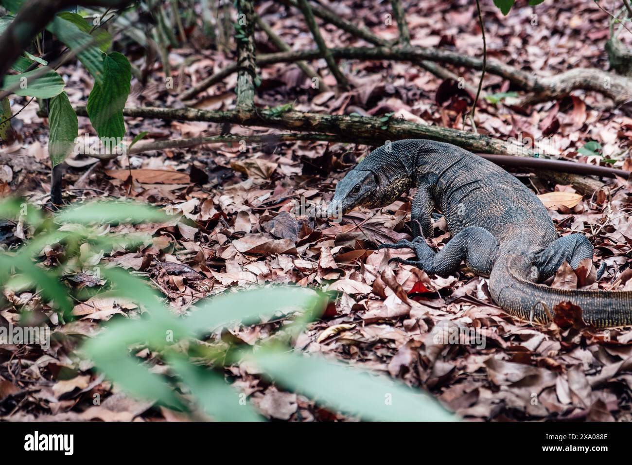 A varan hidden in the lush vegetation in Singapore Stock Photo - Alamy