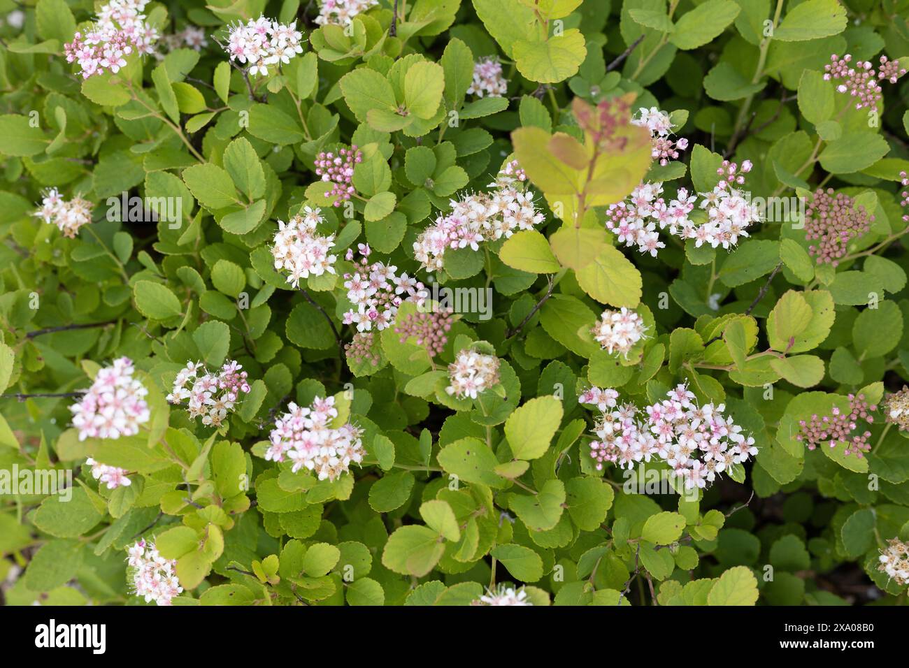 Spiraea betulifolia 'pink sparkler' - birchleaf spirea Stock Photo - Alamy