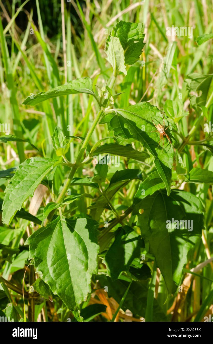 Celea ternifolia plant hi-res stock photography and images - Alamy
