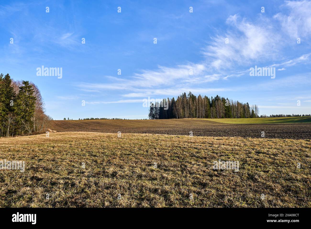 Beautiful grass field with trees under a clear blue skyh Stock Photo ...