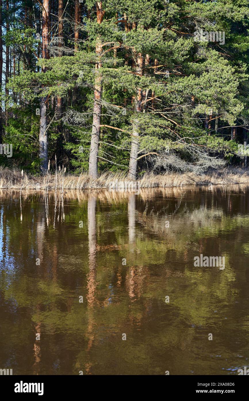 A scenic lake with trees and grassy shoreline Stock Photo - Alamy