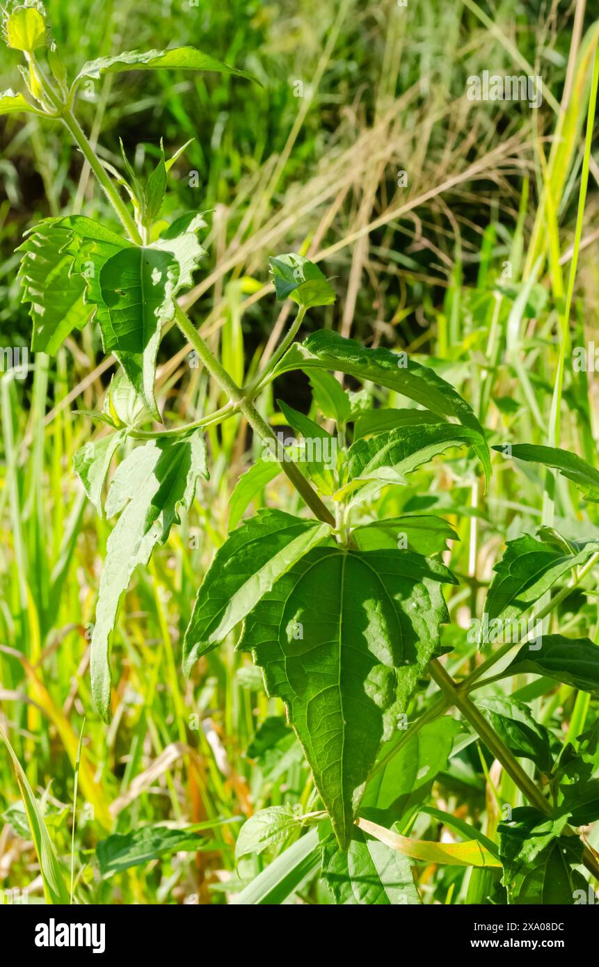 Calea Ternifolia Plant Stock Photo - Alamy