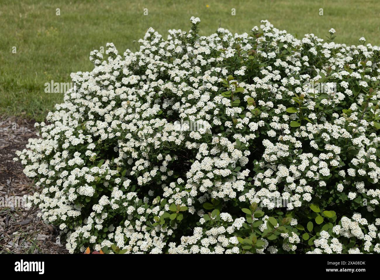Spiraea betulifolia 'Tor' - birchleaf spirea Stock Photo - Alamy
