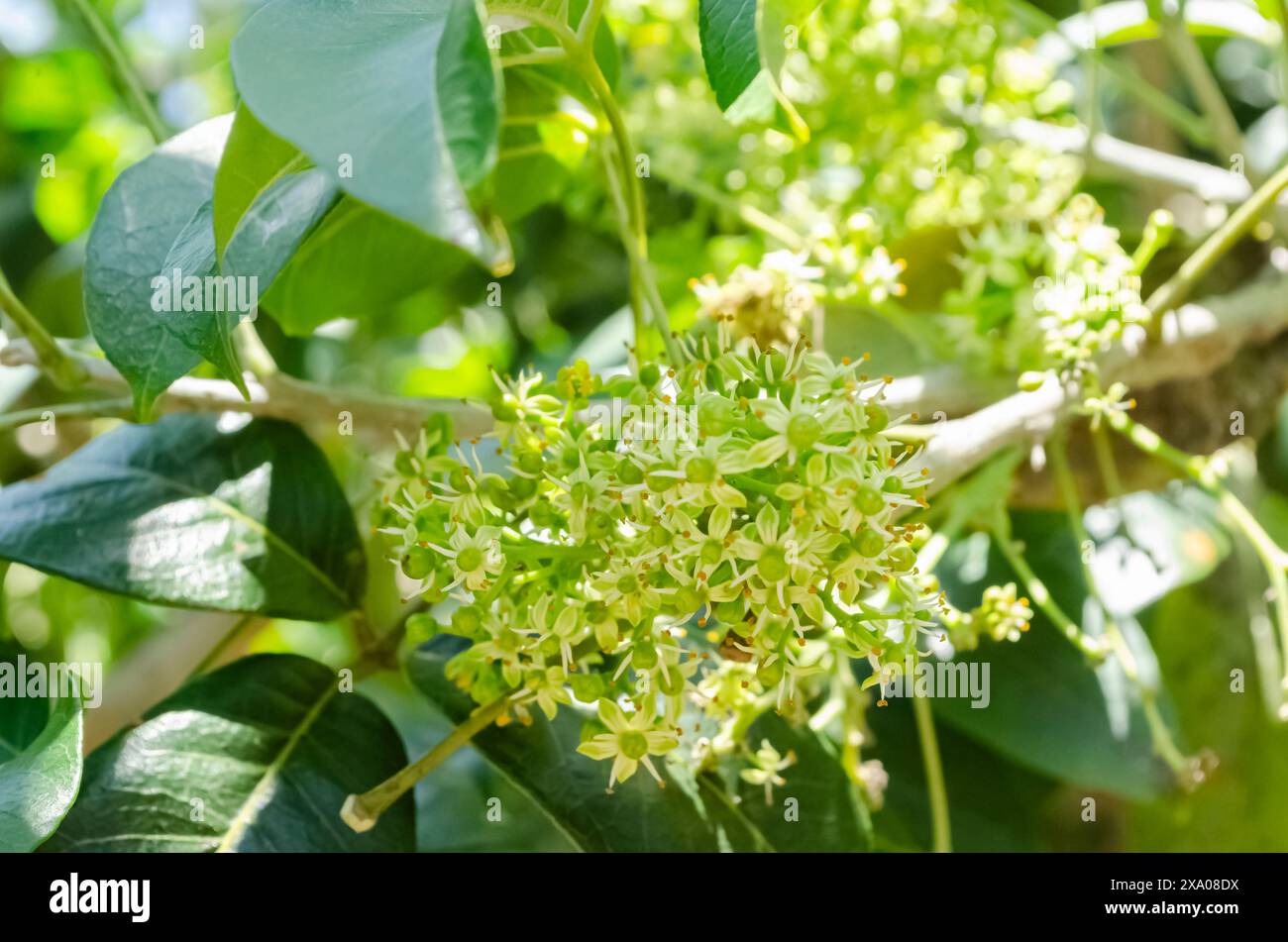 White Sapote Blossom Stock Photo - Alamy