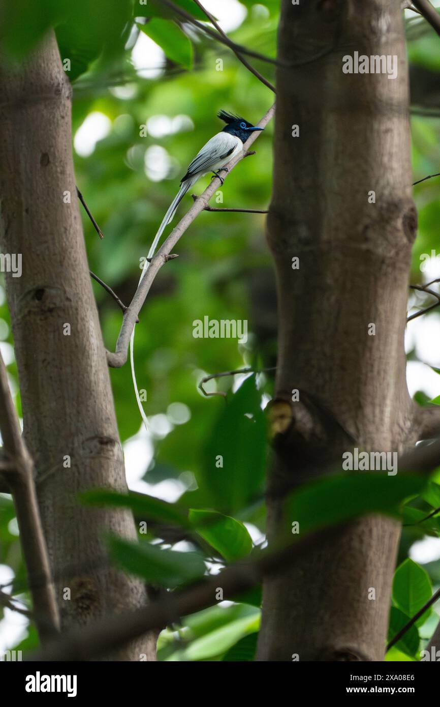 Asian Paradise Flycatcher Stock Photo - Alamy