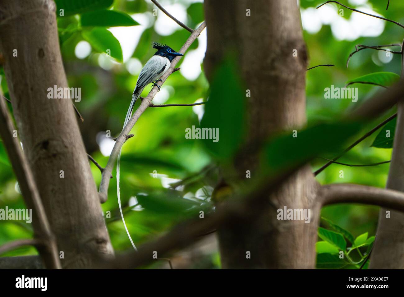 Asian brown flycatcher bird thailand hi-res stock photography and ...