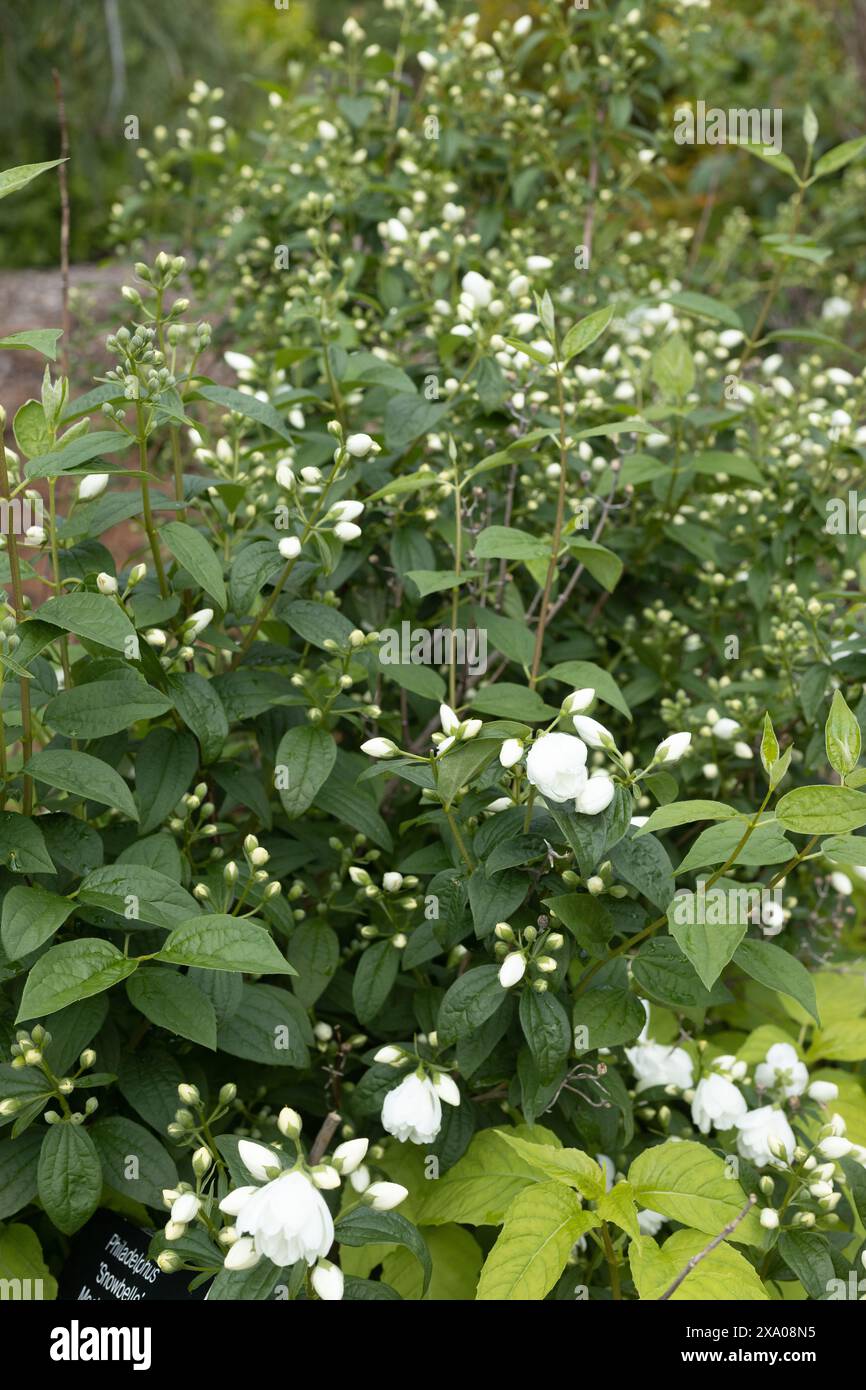 Philadelphus 'Snowbelle' mock orange Stock Photo - Alamy