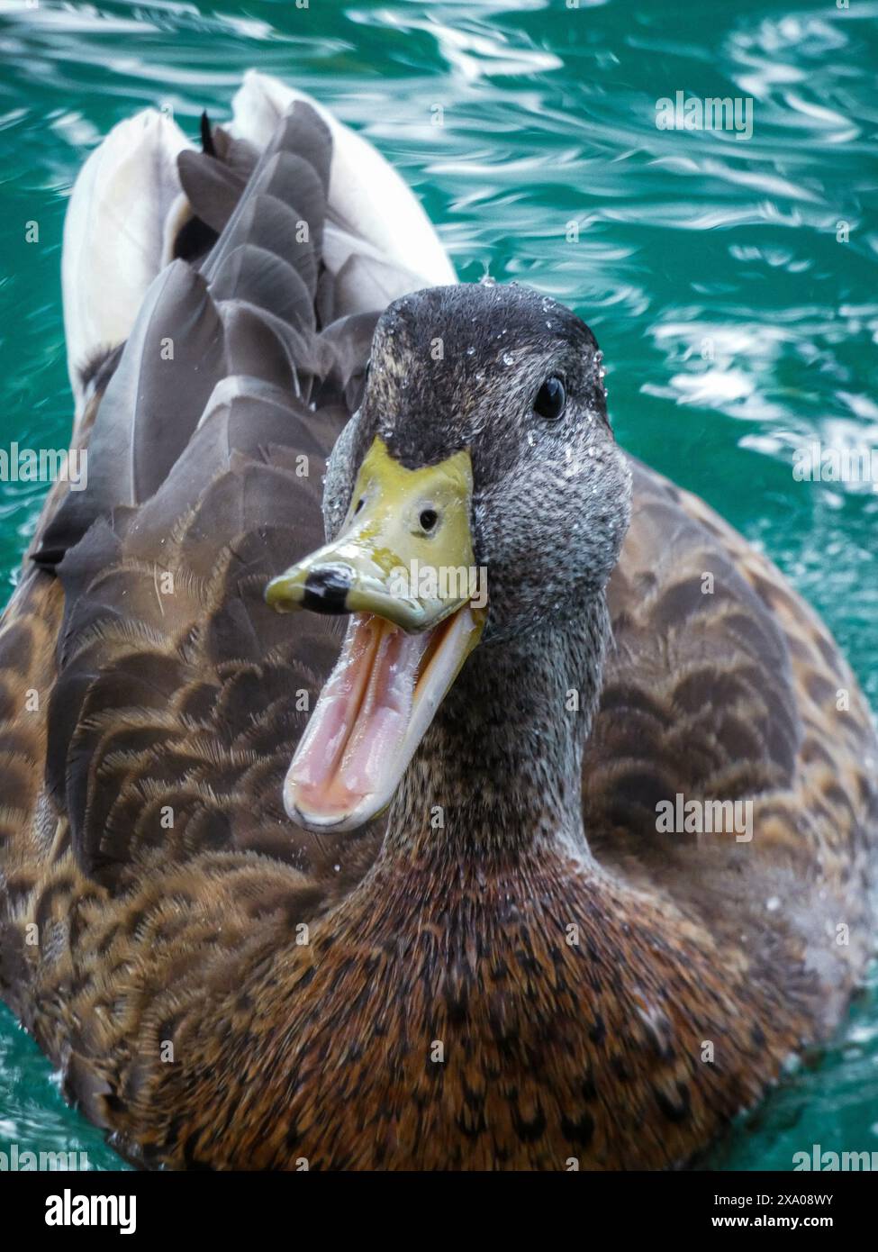 Duck lake bled hi-res stock photography and images - Alamy
